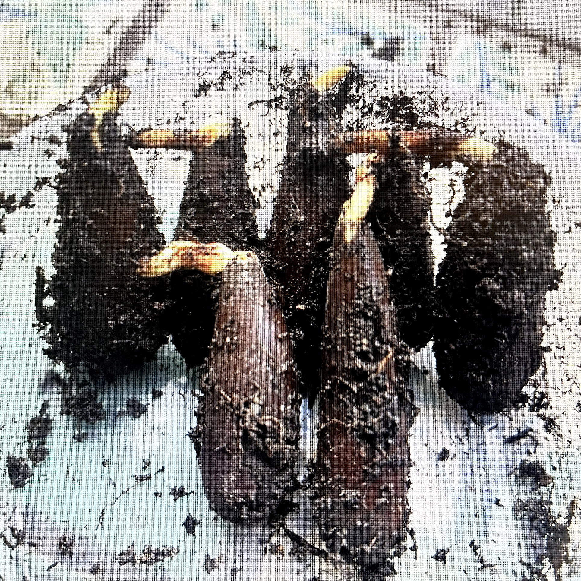 Conserving Valley Oak Trees | mgzoo.com